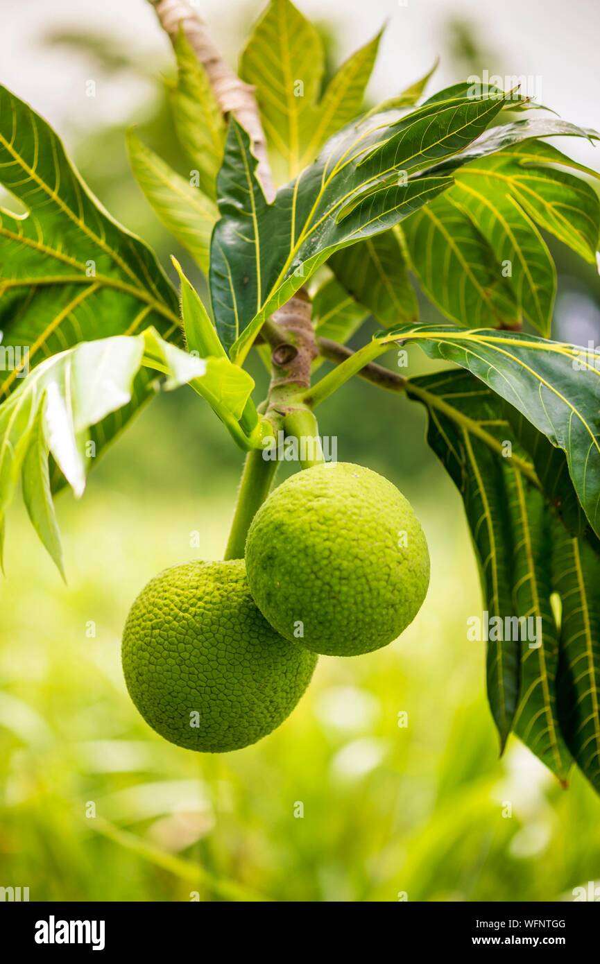 Arbre à pain Banque de photographies et d’images à haute résolution - Alamy
