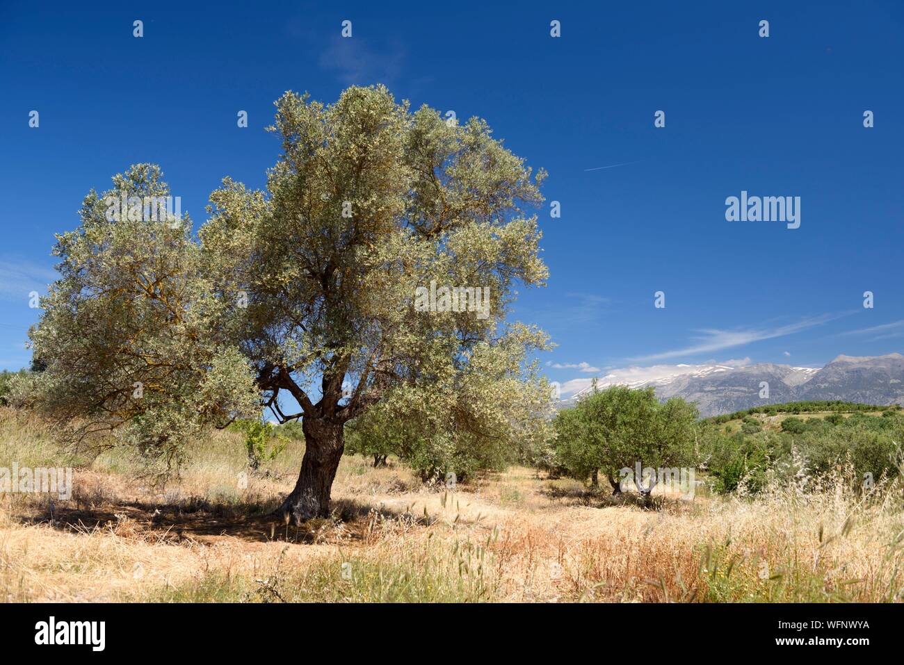 Snow mount ida psiloritis crete Banque de photographies et d’images à ...