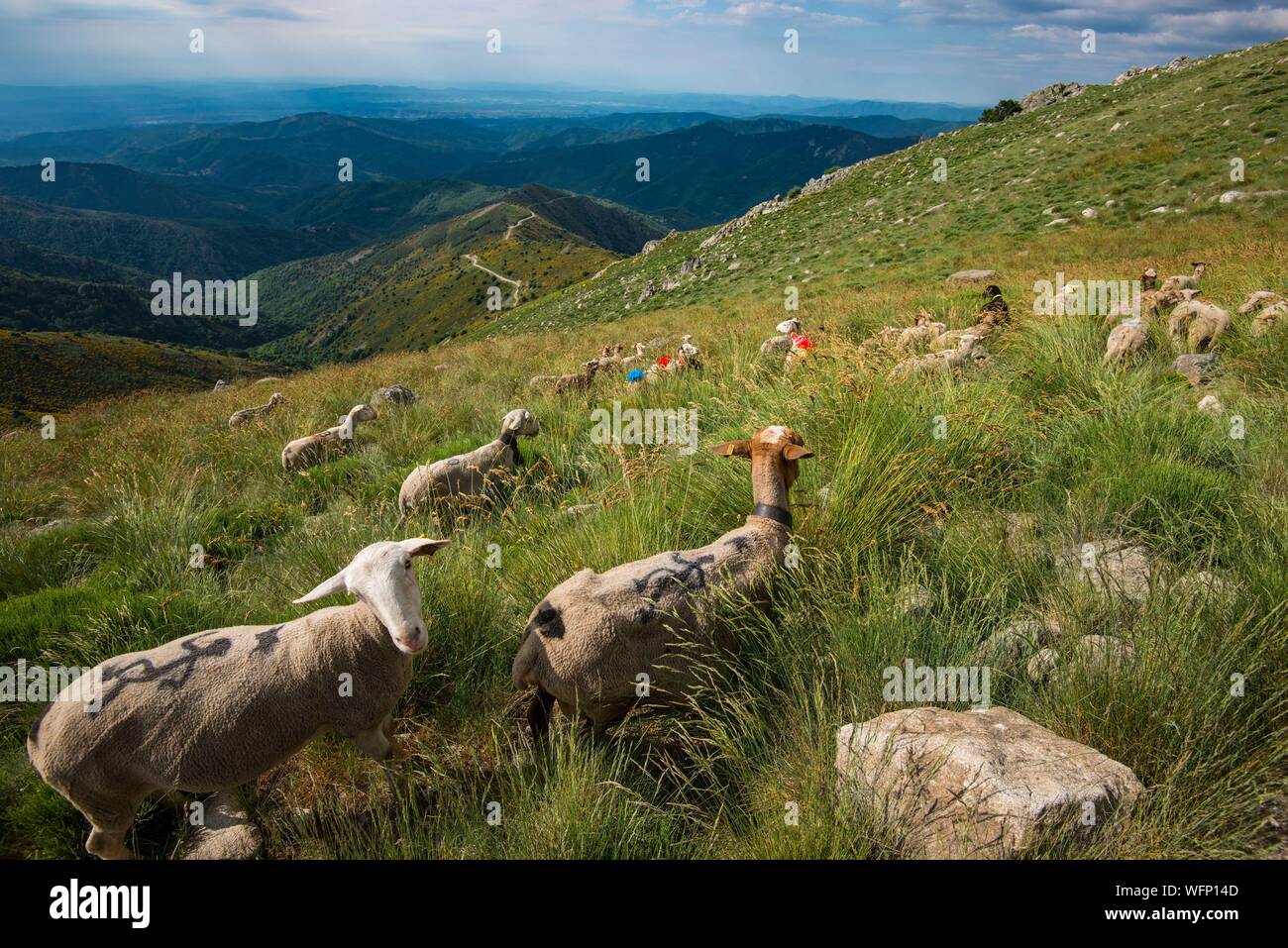 La France, l'Ardèche, parc naturel régional des Monts d'Ardèche (parc ...