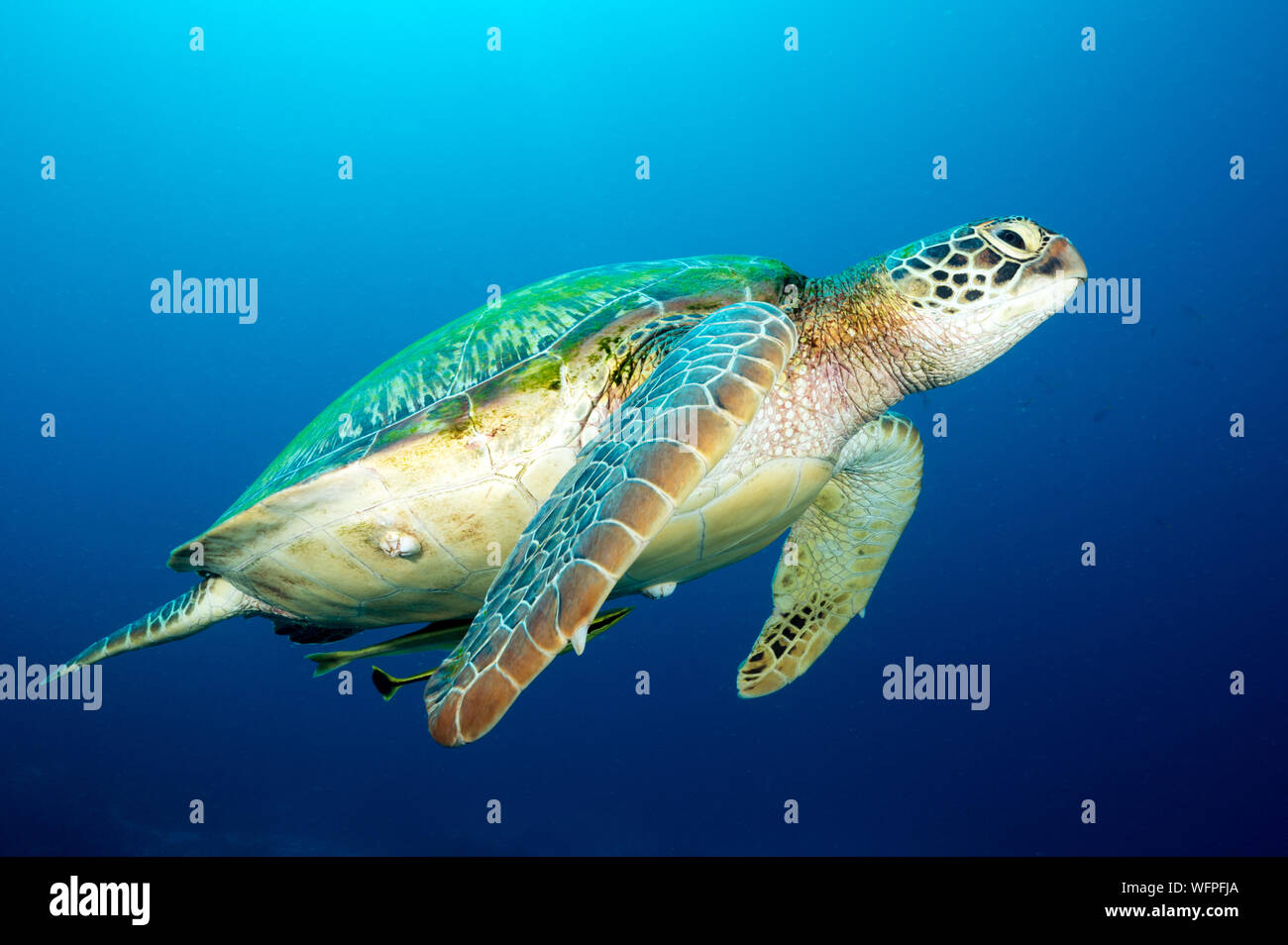 Tortue verte chelonia mydas ou tortue verte Banque de photographies et ...