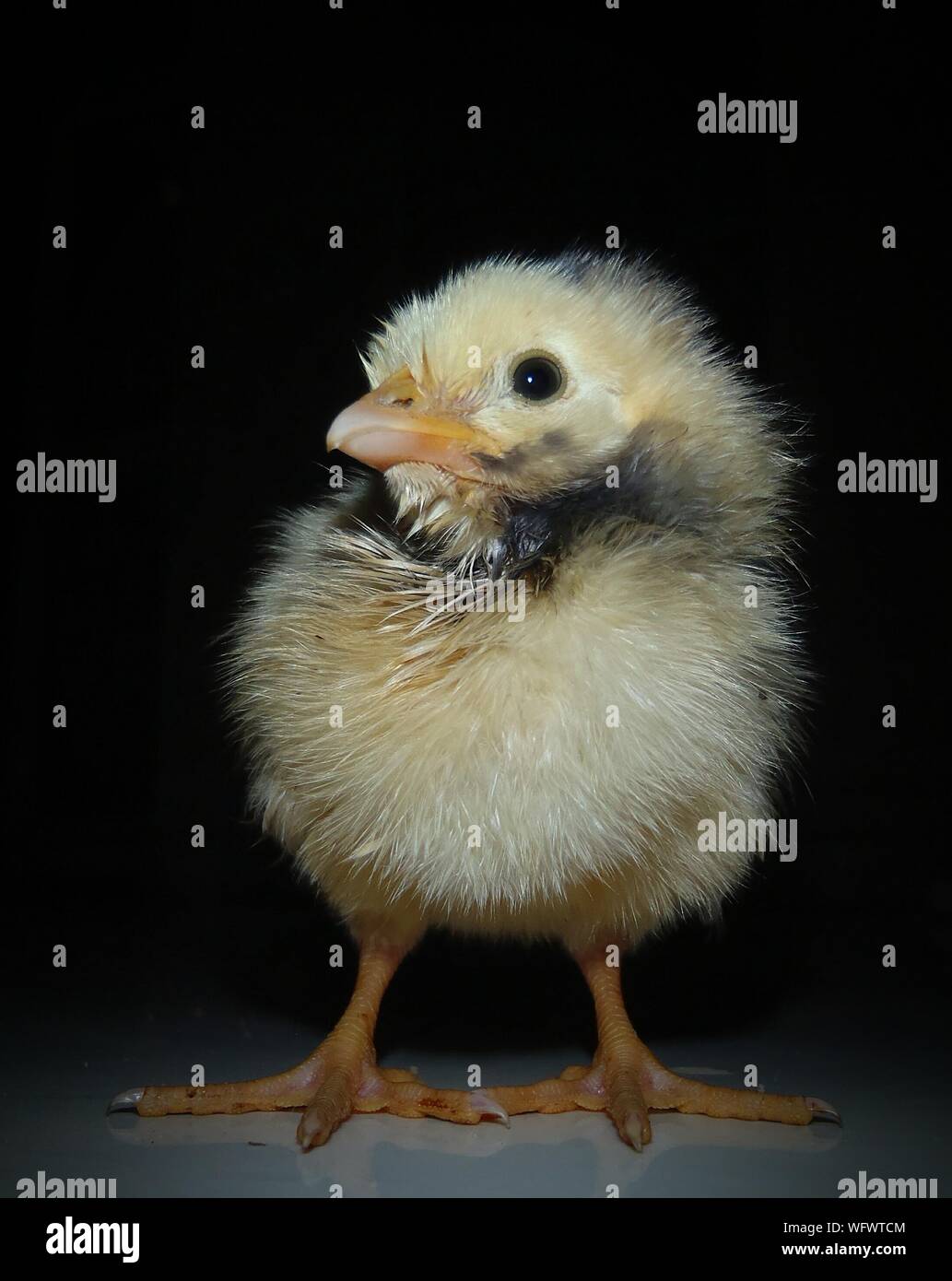 Poussin noir Banque de photographies et d’images à haute résolution - Alamy