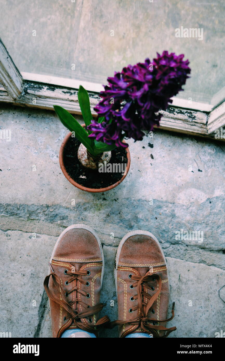 Pot de plante de chaussure Banque de photographies et d’images à haute ...