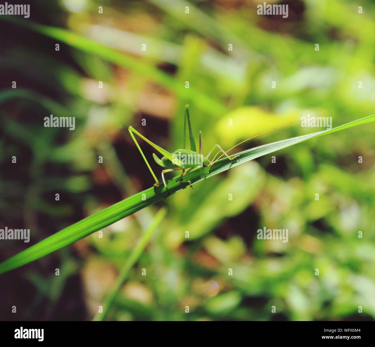 Insecte vert Banque de photographies et d’images à haute résolution - Alamy