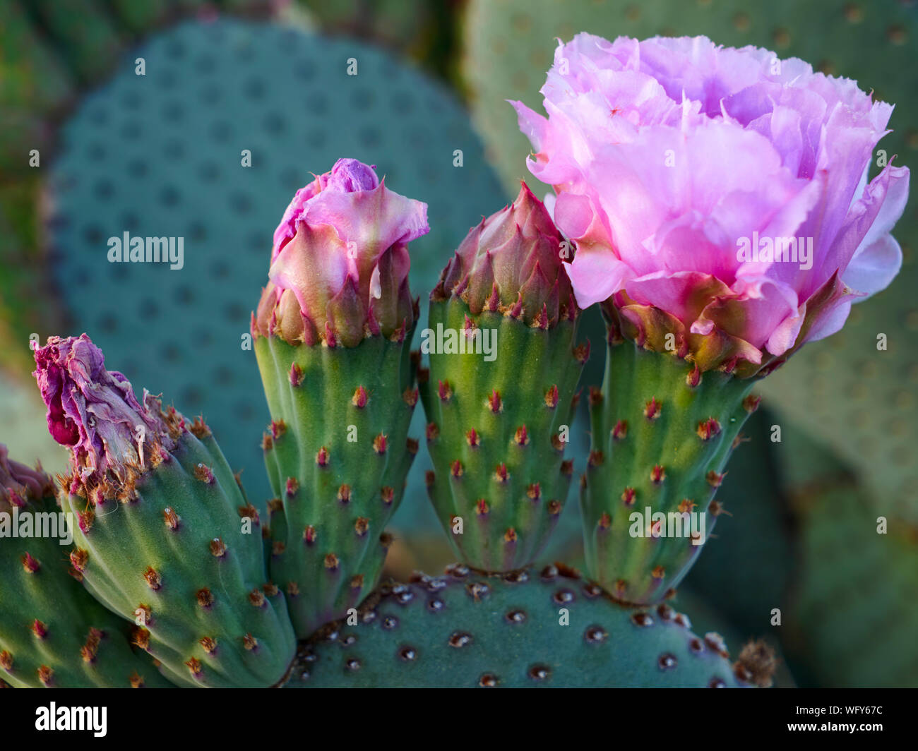 Cactus fleur rose Banque de photographies et d’images à haute ...