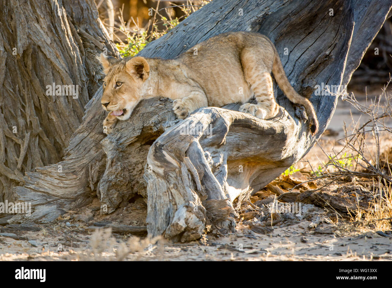 Arbre lion Banque de photographies et d’images à haute résolution - Alamy