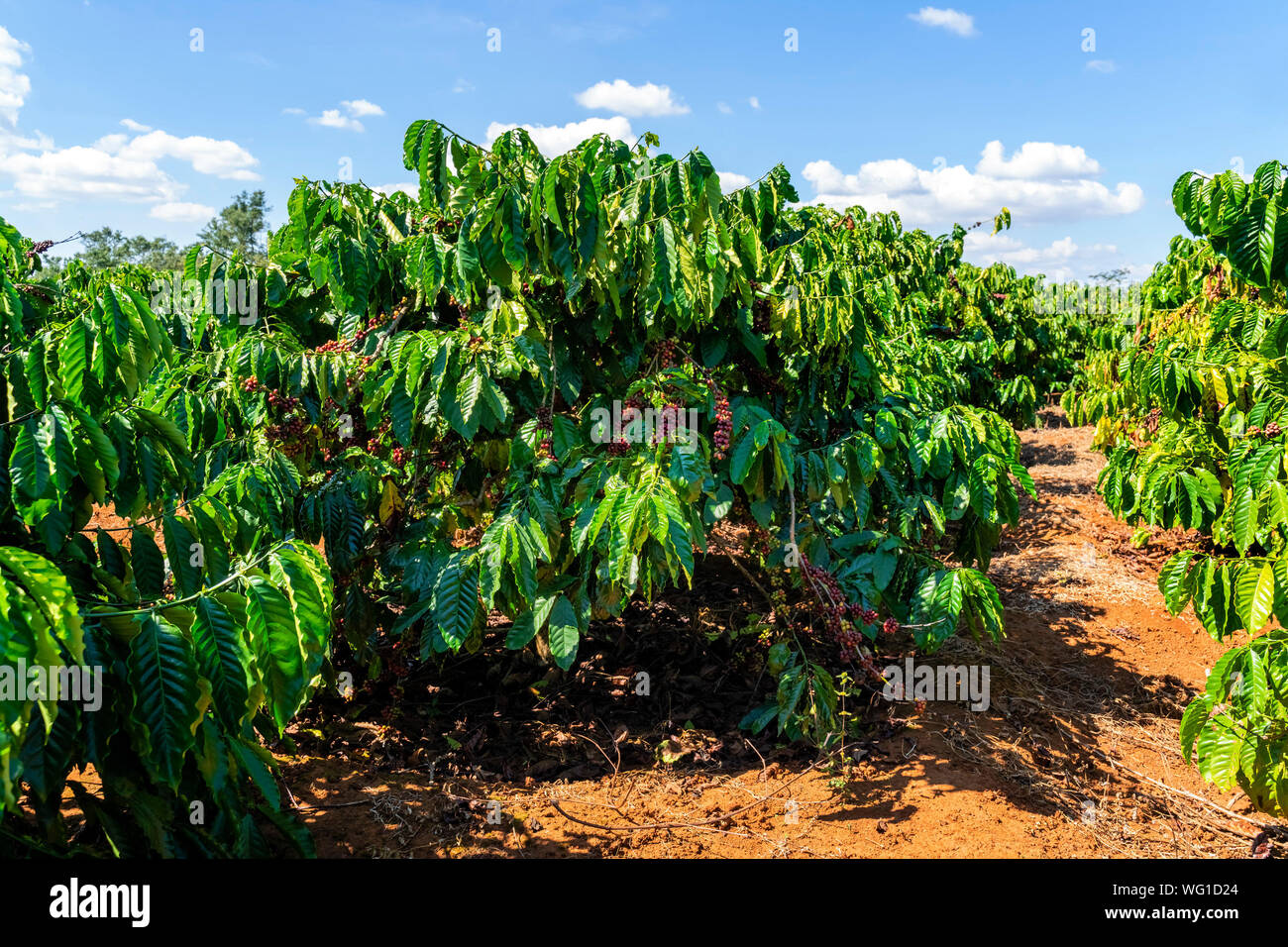 Coffee tree Banque de photographies et d’images à haute résolution - Alamy