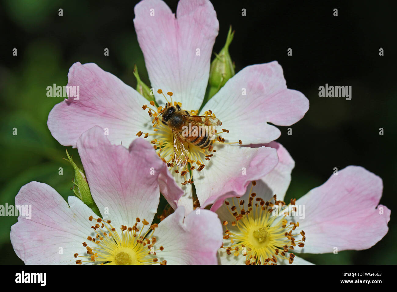 Eglantine Flower Banque d'image et photos - Alamy