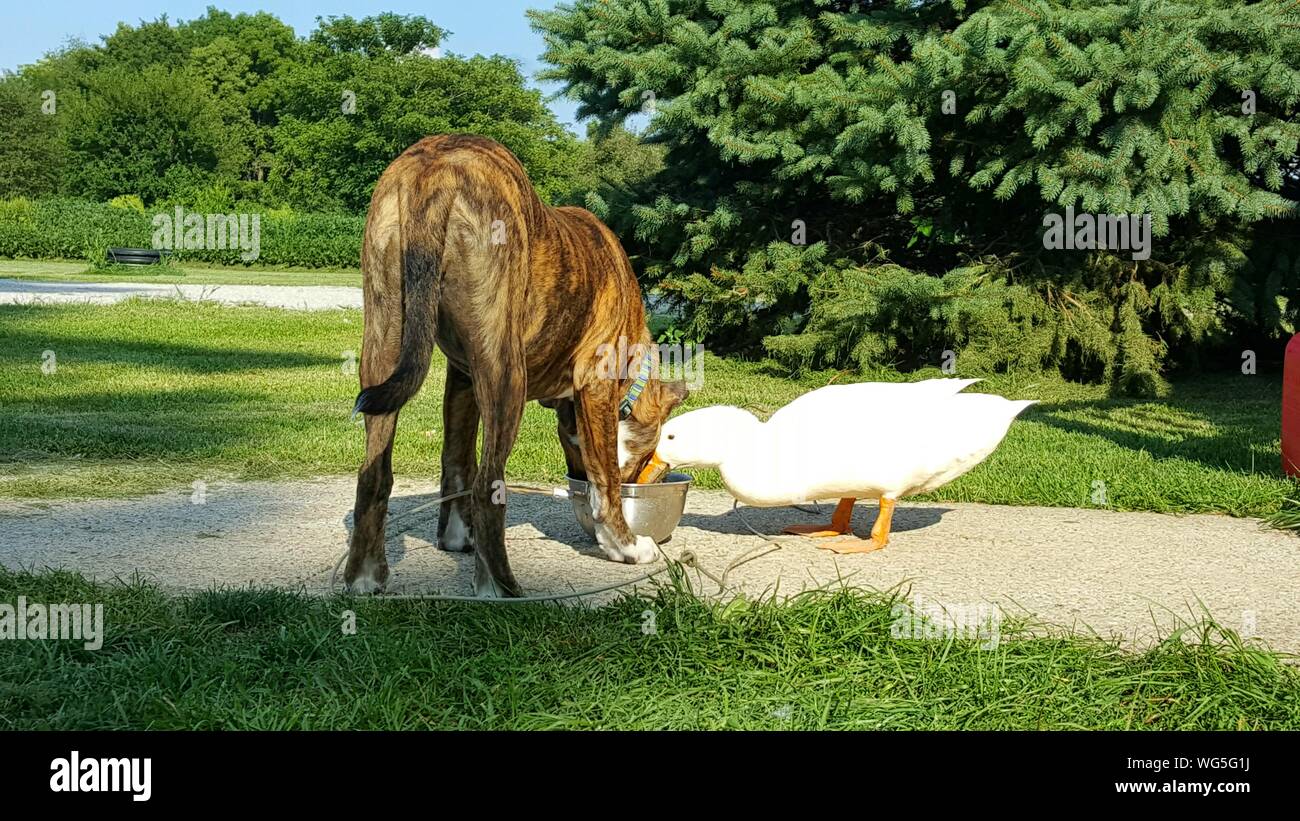 Chien de canard Banque de photographies et d’images à haute résolution ...