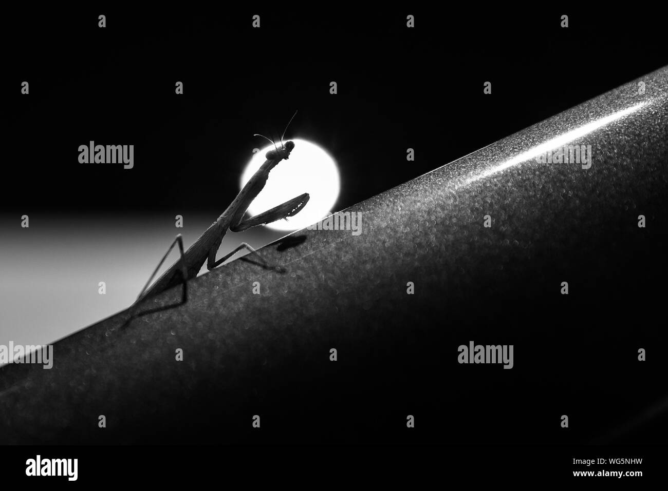Insecte De Nuit Banque d'image et photos - Alamy