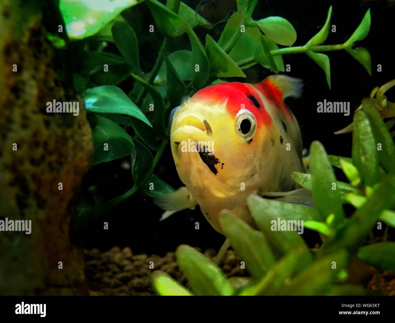 Aquarium De Poisson Rouge Banque d'image et photos - Alamy