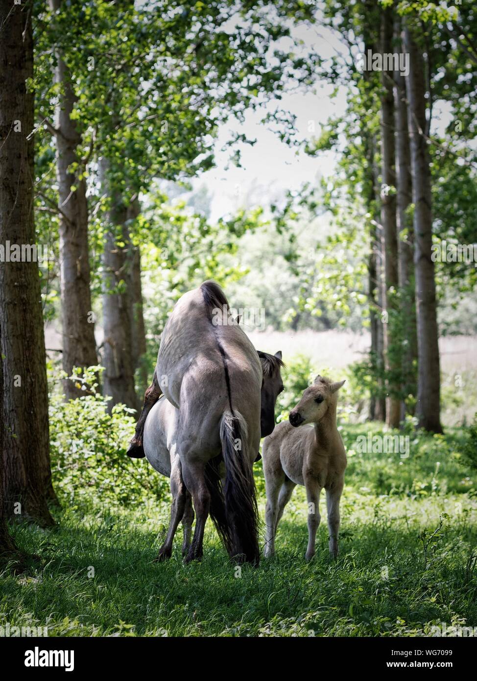 Accouplement chevaux Banque de photographies et d’images à haute ...