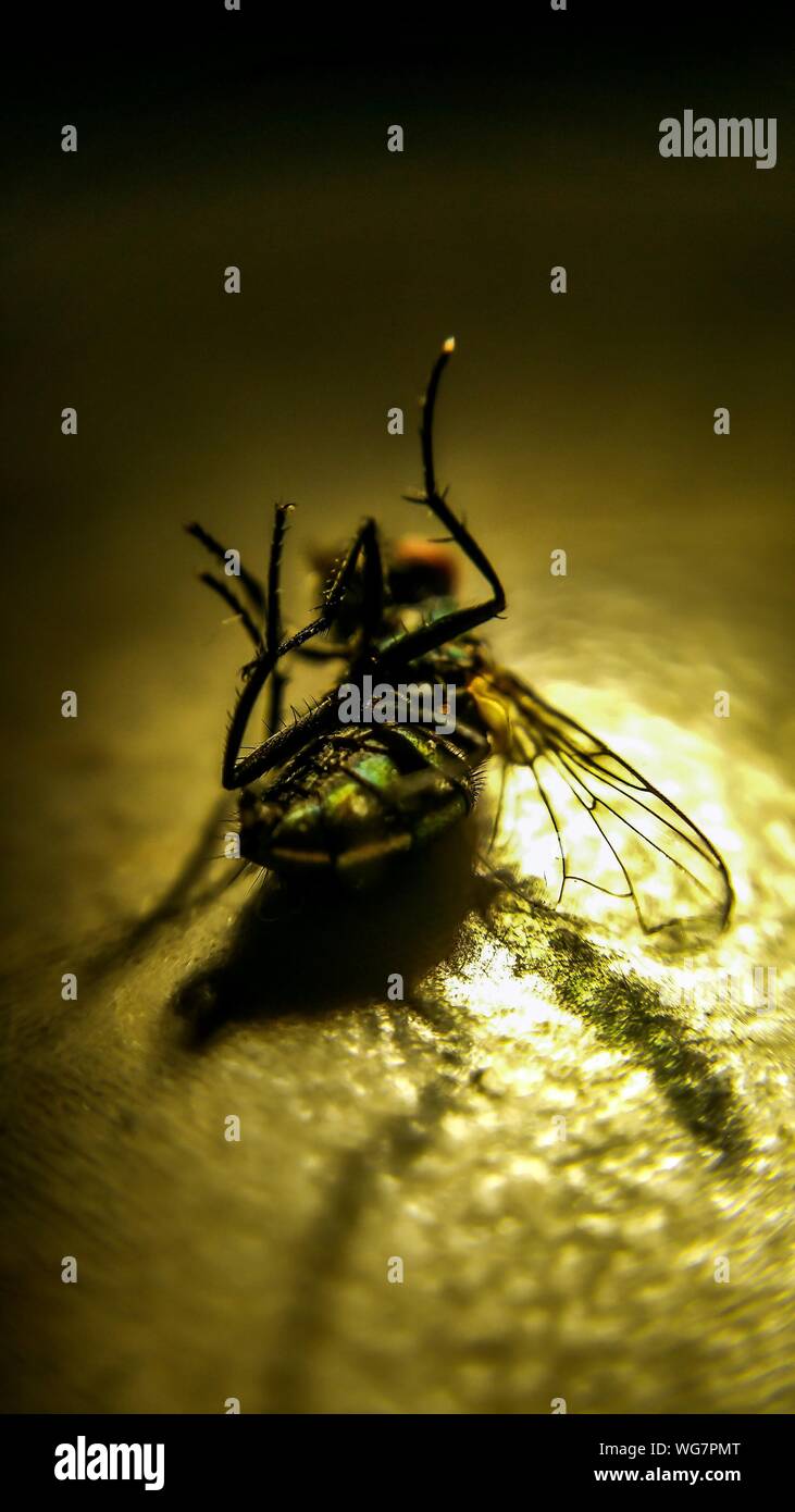 Insecte mort Banque de photographies et d’images à haute résolution - Alamy