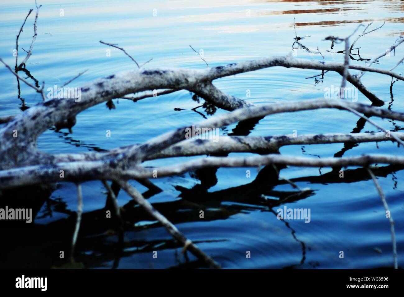 Floating branch Banque de photographies et d’images à haute résolution - Alamy