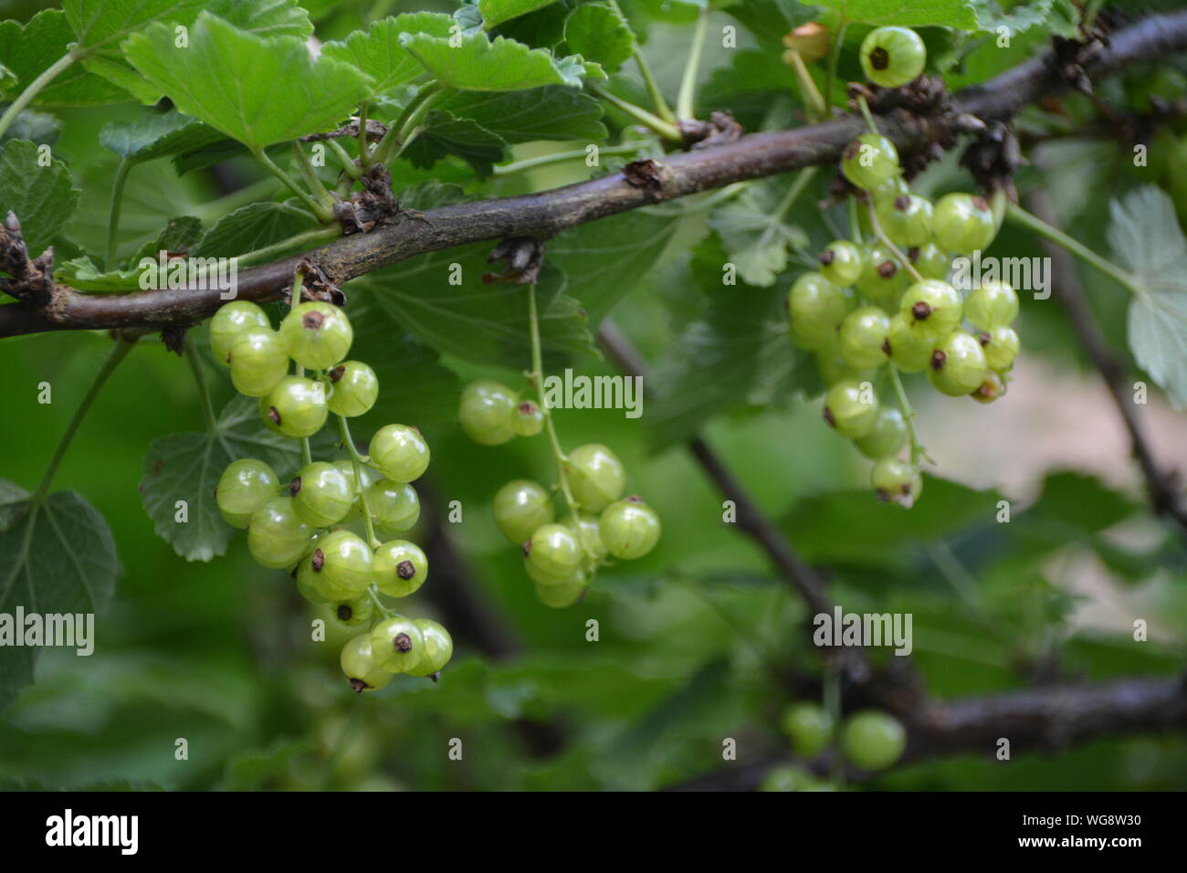 Groseille verte Banque de photographies et d’images à haute résolution ...