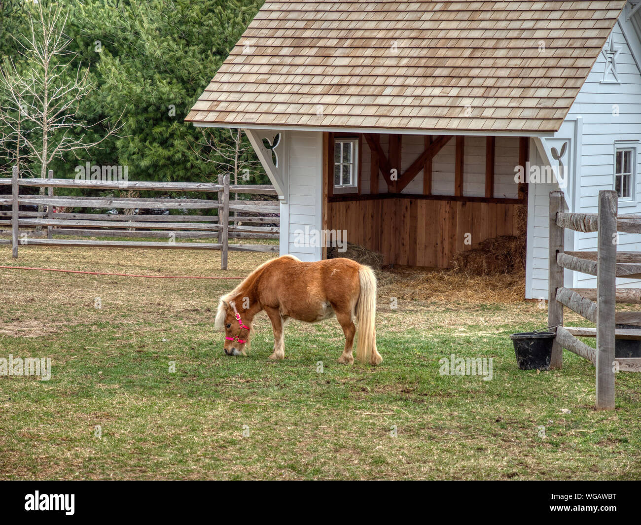 Miniature horse foal Banque de photographies et d’images à haute ...
