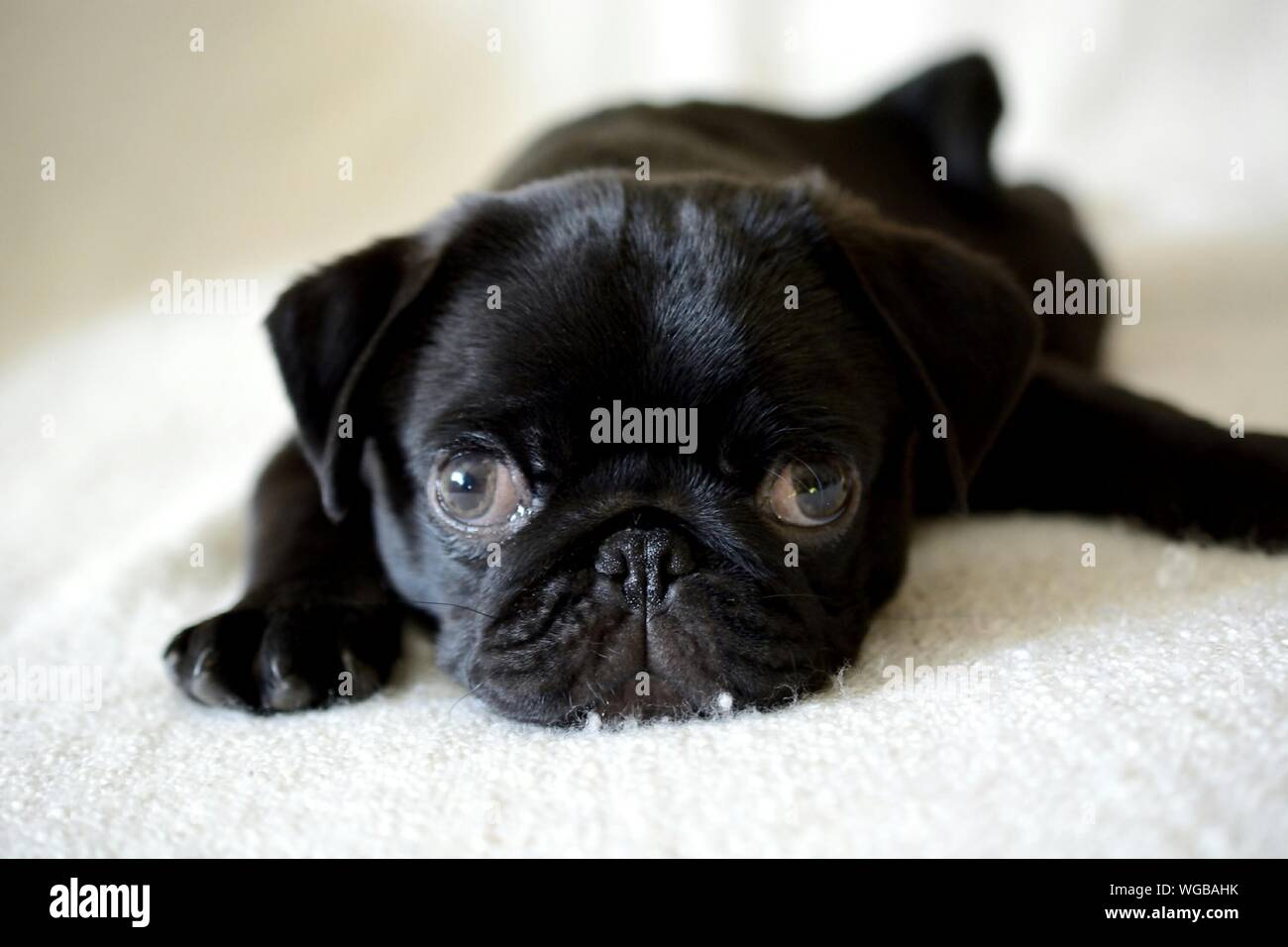 Black pug Banque de photographies et d’images à haute résolution - Alamy