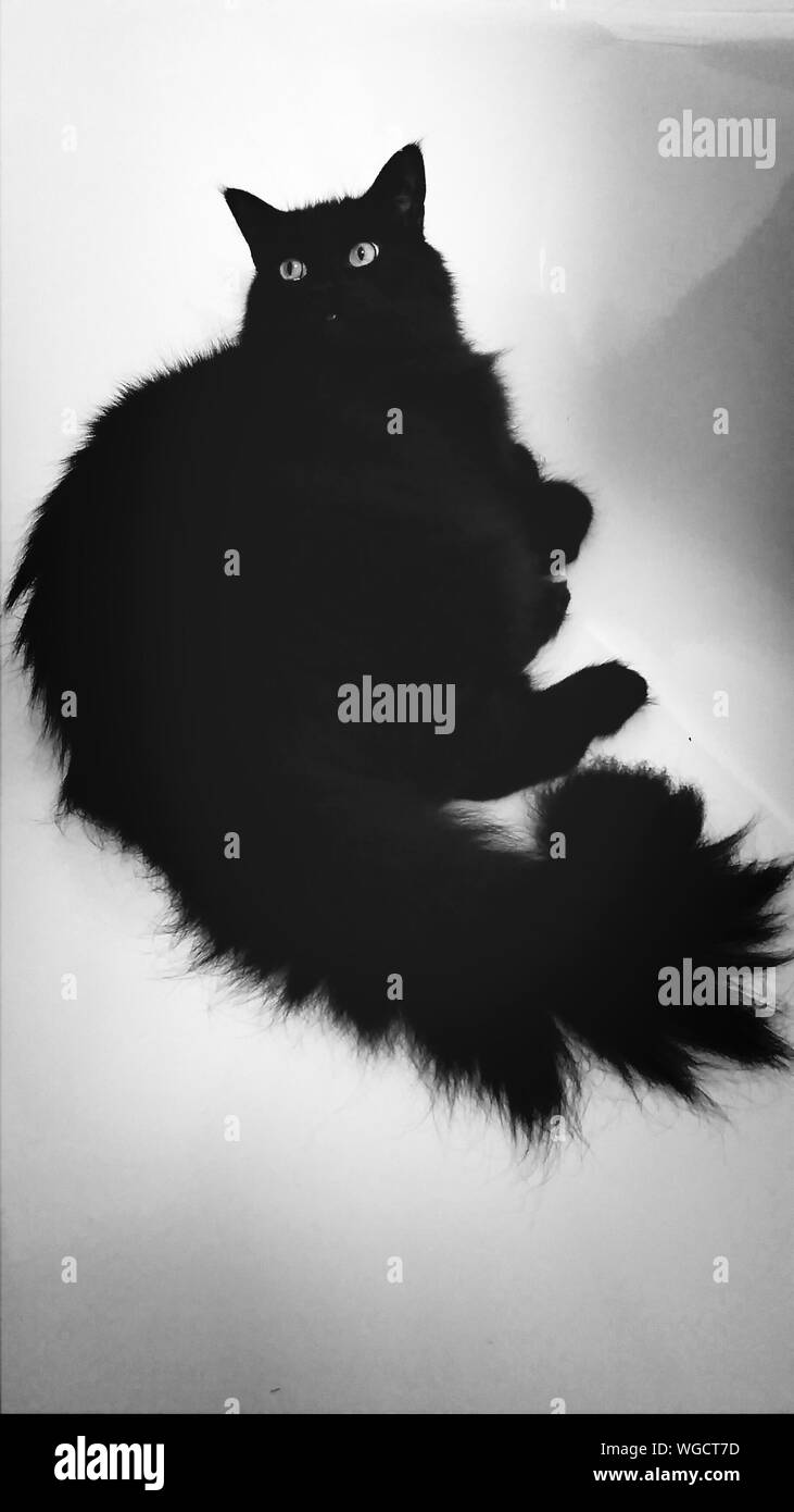 Chat noir au repos Banque de photographies et d’images à haute ...