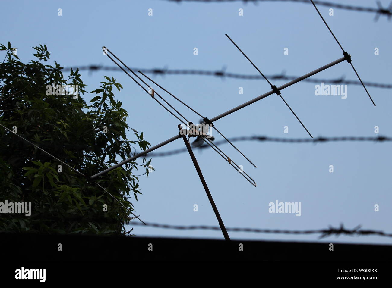 Antenne filaire Banque de photographies et d’images à haute résolution ...