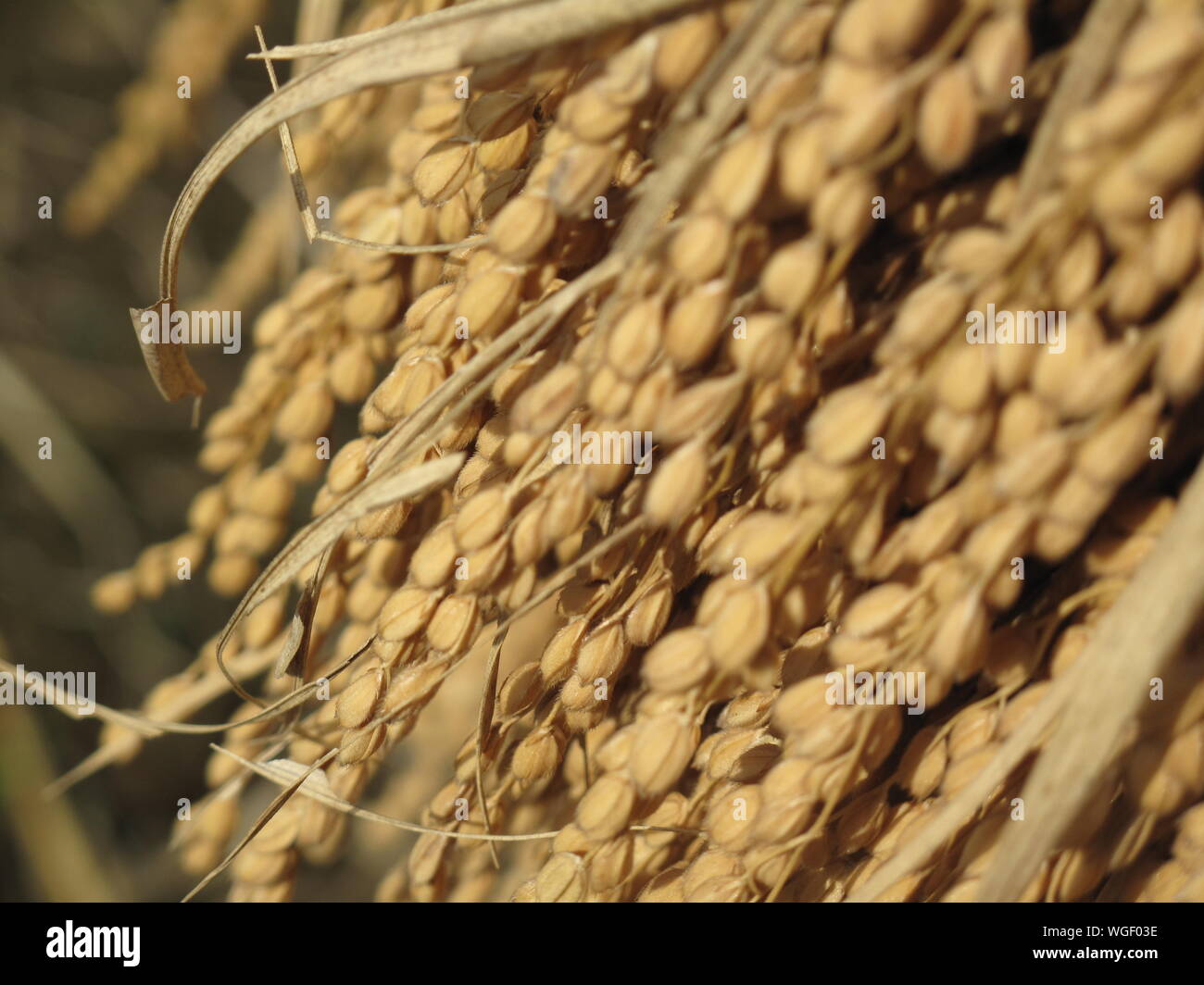 Plante de riz Banque de photographies et d’images à haute résolution ...