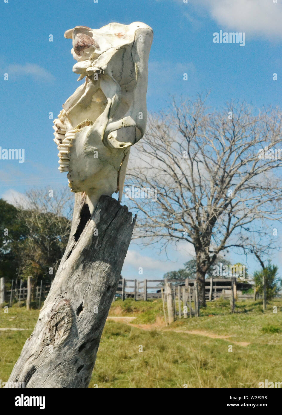 Skeleton tree Banque de photographies et d’images à haute résolution ...