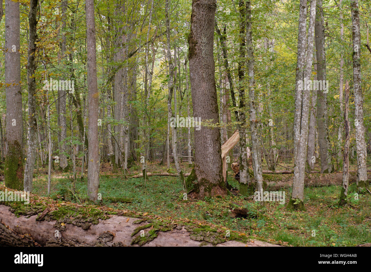 Forêt de feuillus naturels d'automne avec l'érable et le charme des ...