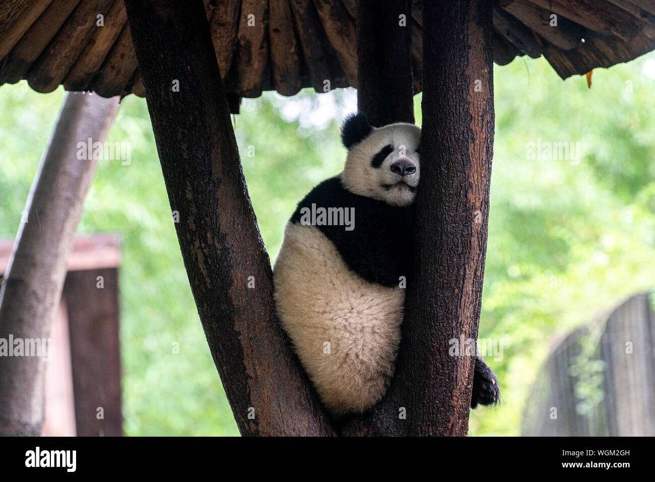 Panda geant paysage Banque de photographies et d’images à haute ...