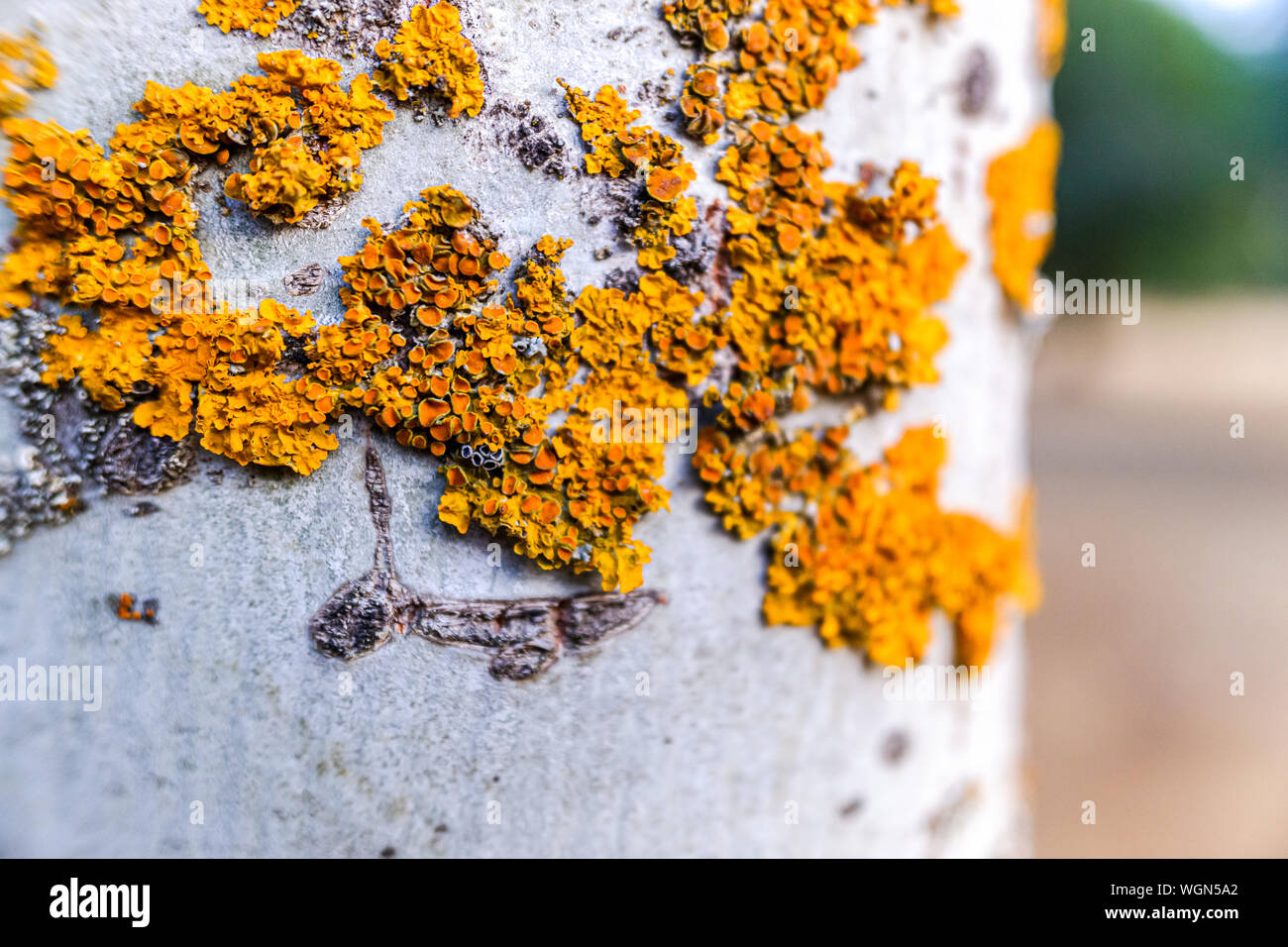 Une branche envahie par les lichens Banque de photographies et d’images ...