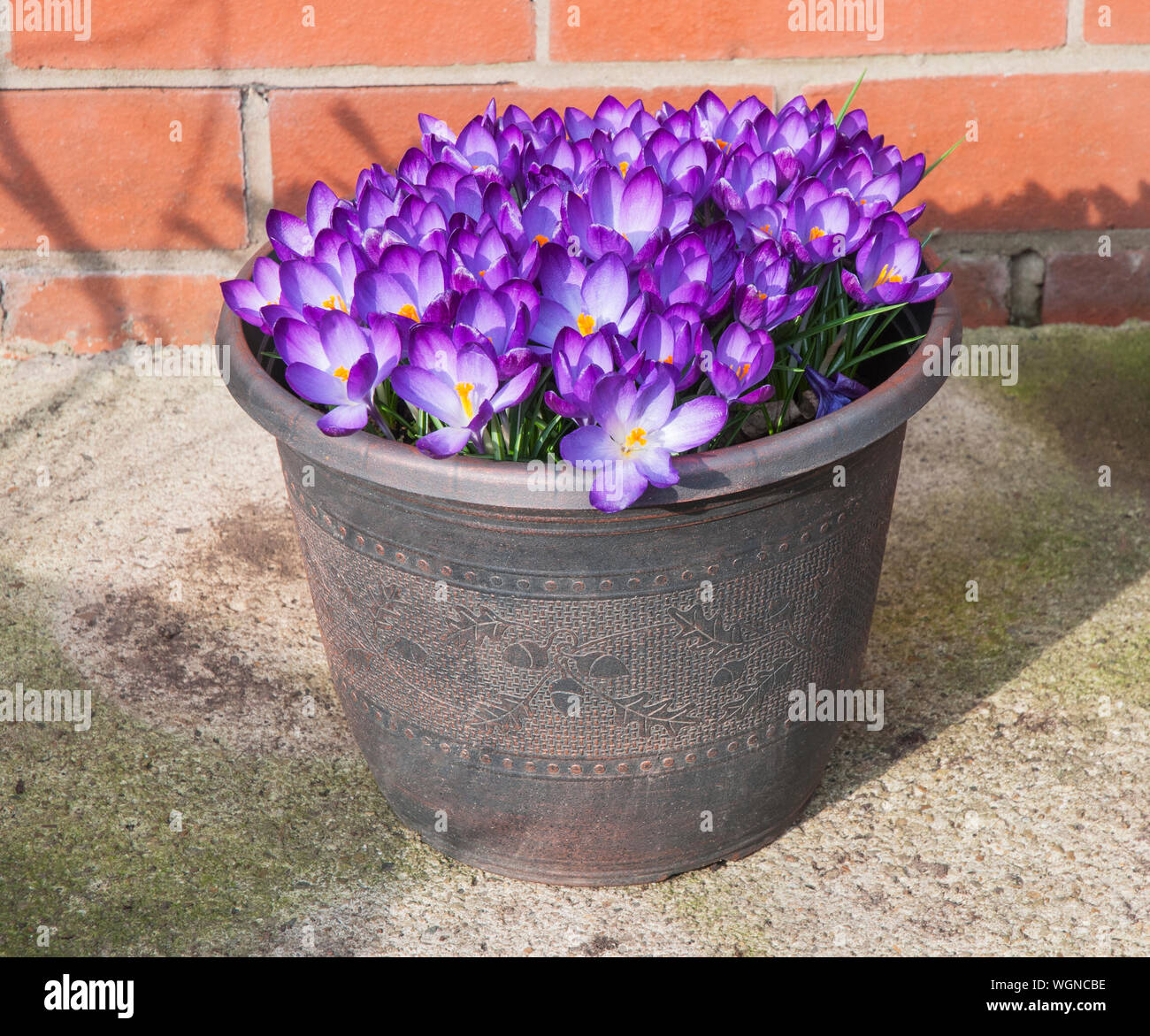Crocus purpureus Banque de photographies et d’images à haute résolution ...