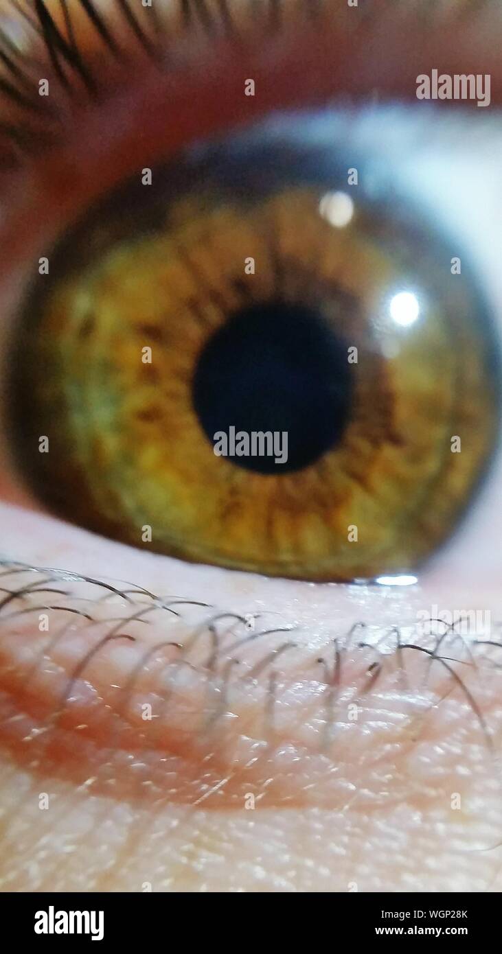 Hazel eye Banque de photographies et d’images à haute résolution - Alamy