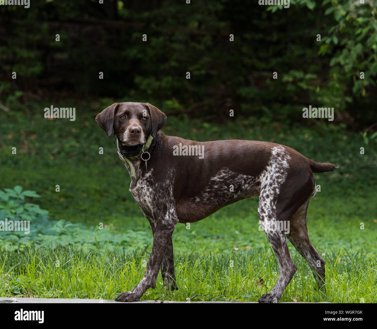 Braque allemand Banque de photographies et d’images à haute résolution ...