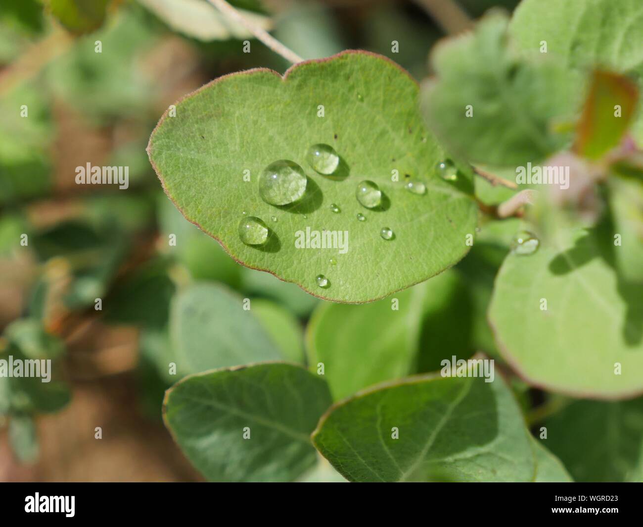 Plante verte humide Banque de photographies et d’images à haute ...