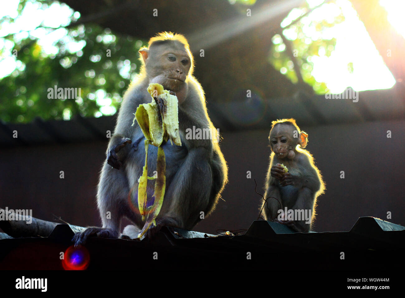 Singe Mangeant Des Bananes Banque d'image et photos - Alamy