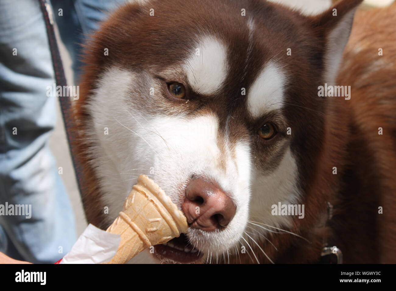 Animals Eating Ice Cream Banque d'image et photos - Alamy