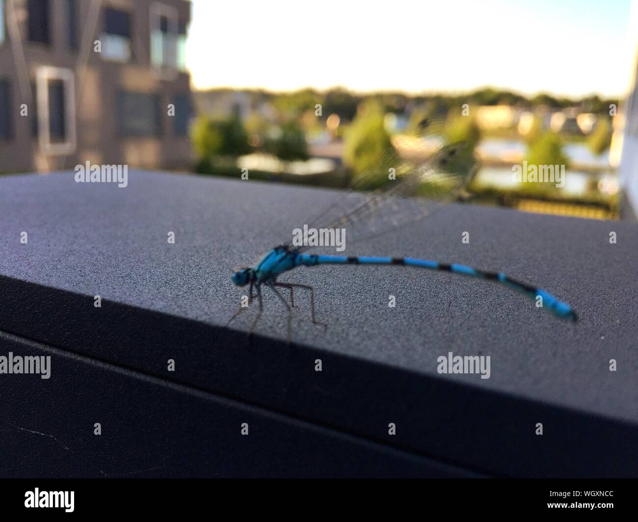 Gros plan de libellule bleue Banque de photographies et d’images à ...