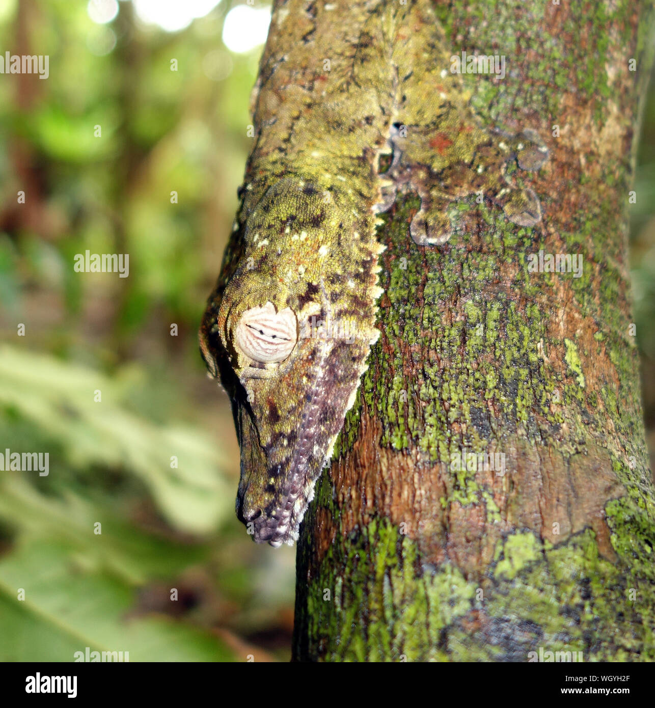 Le gecko à queue de feuille (Uroplatus sp.), Nosy Mangabe, Parc ...