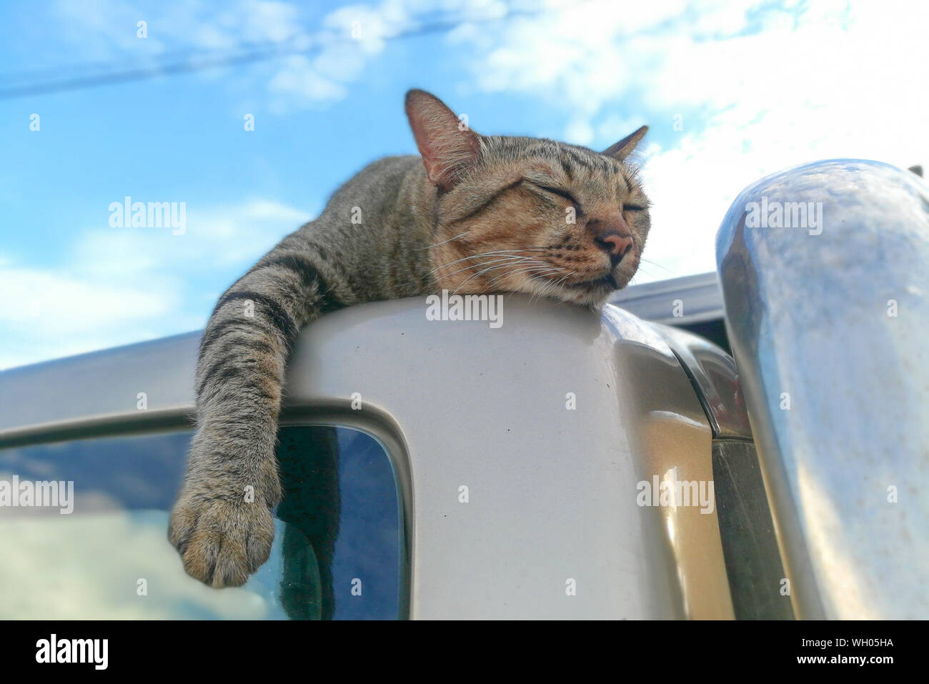 Chat dormant dans la voiture Banque de photographies et d’images à ...