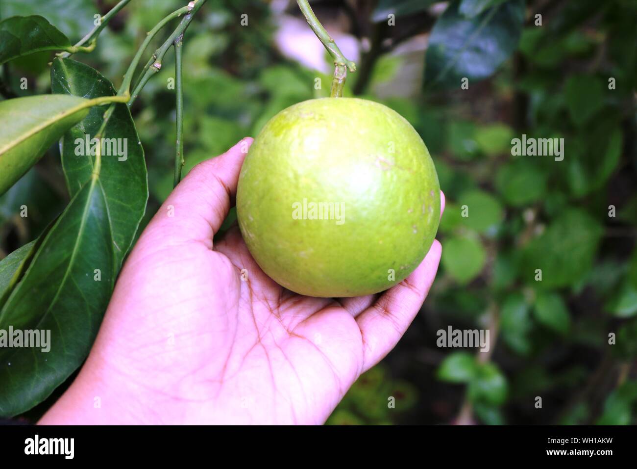 Botánica ecología Banque de photographies et d’images à haute ...