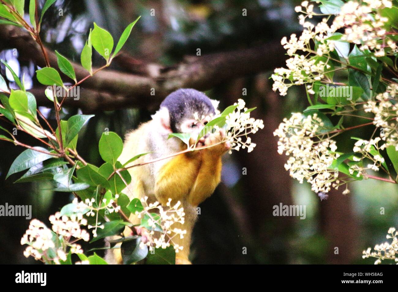 Plante de singe Banque de photographies et d’images à haute résolution ...