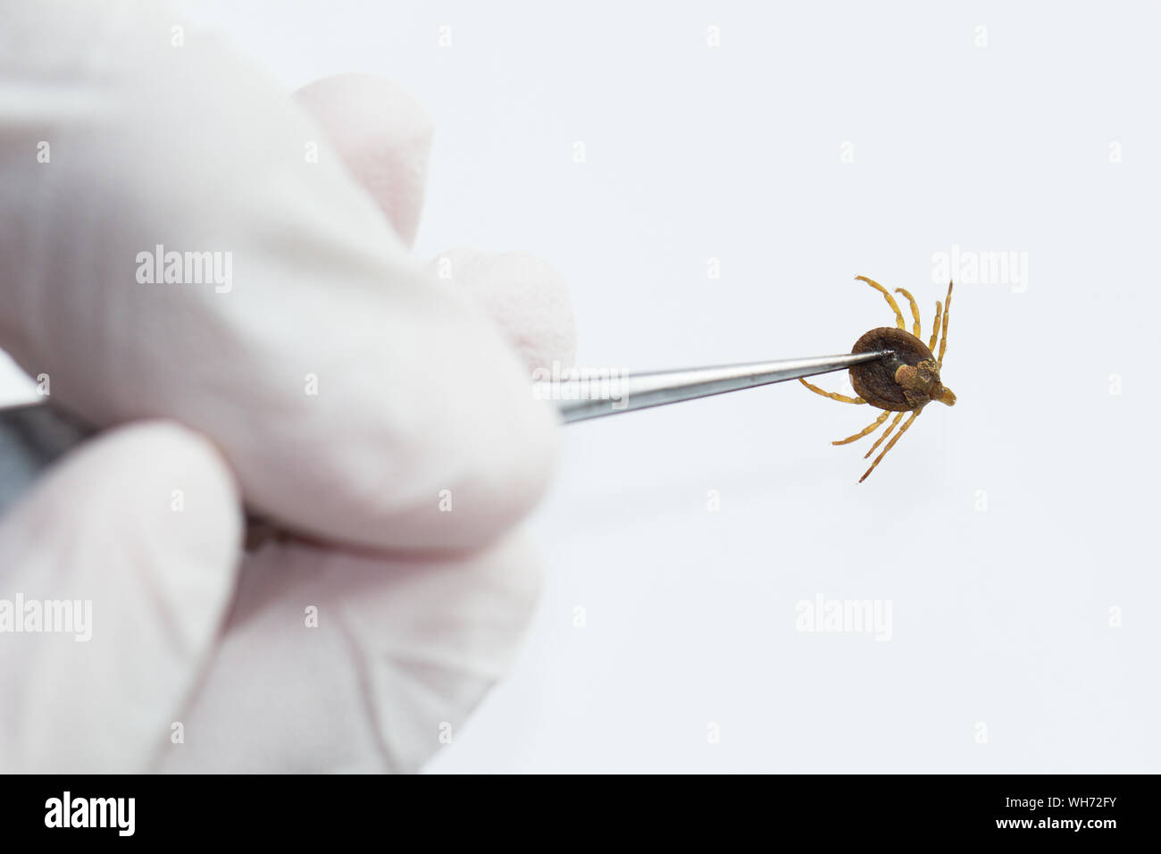 Pou De Corps Humain Banque d'image et photos - Alamy