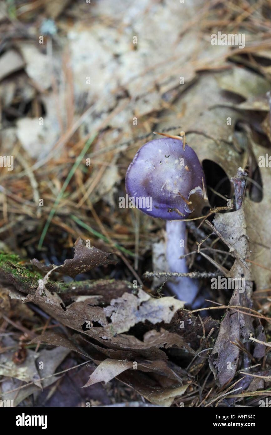 Champignon violet Banque de photographies et d’images à haute ...