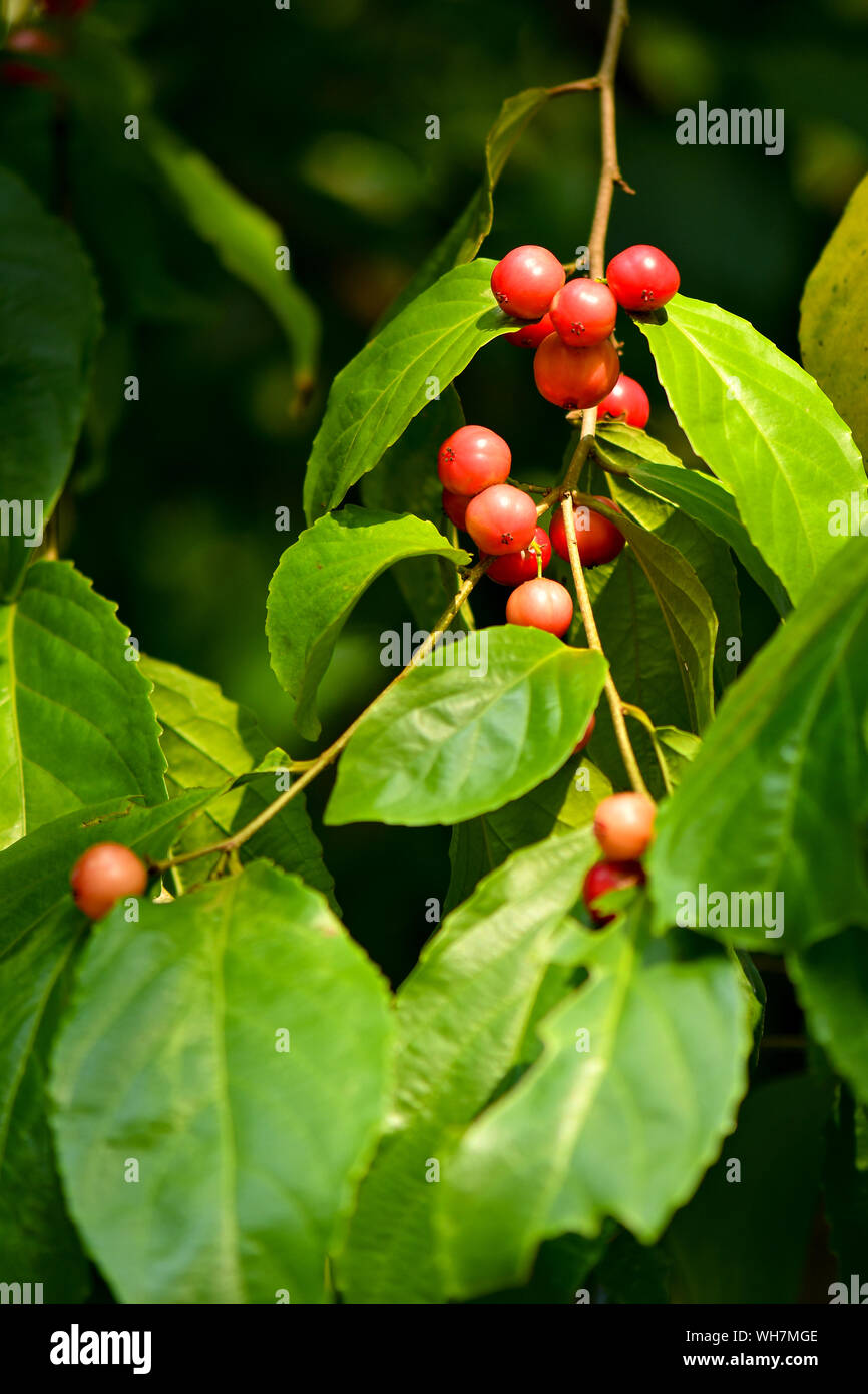 Fruits et feuilles de cerisier Banque de photographies et d’images à ...