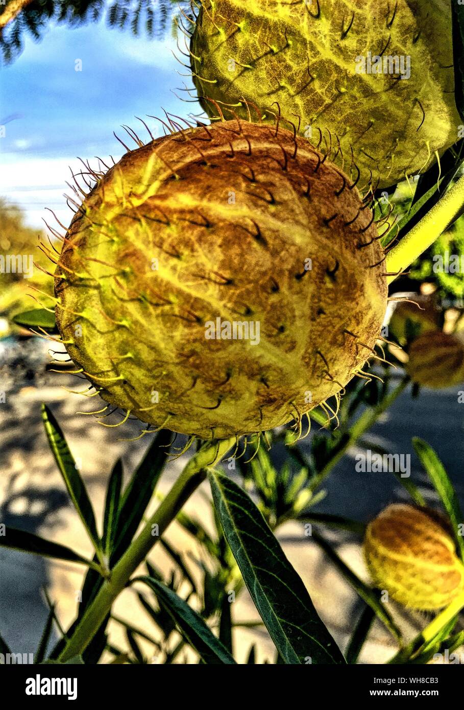 Fruitier jaune Banque de photographies et d’images à haute résolution ...