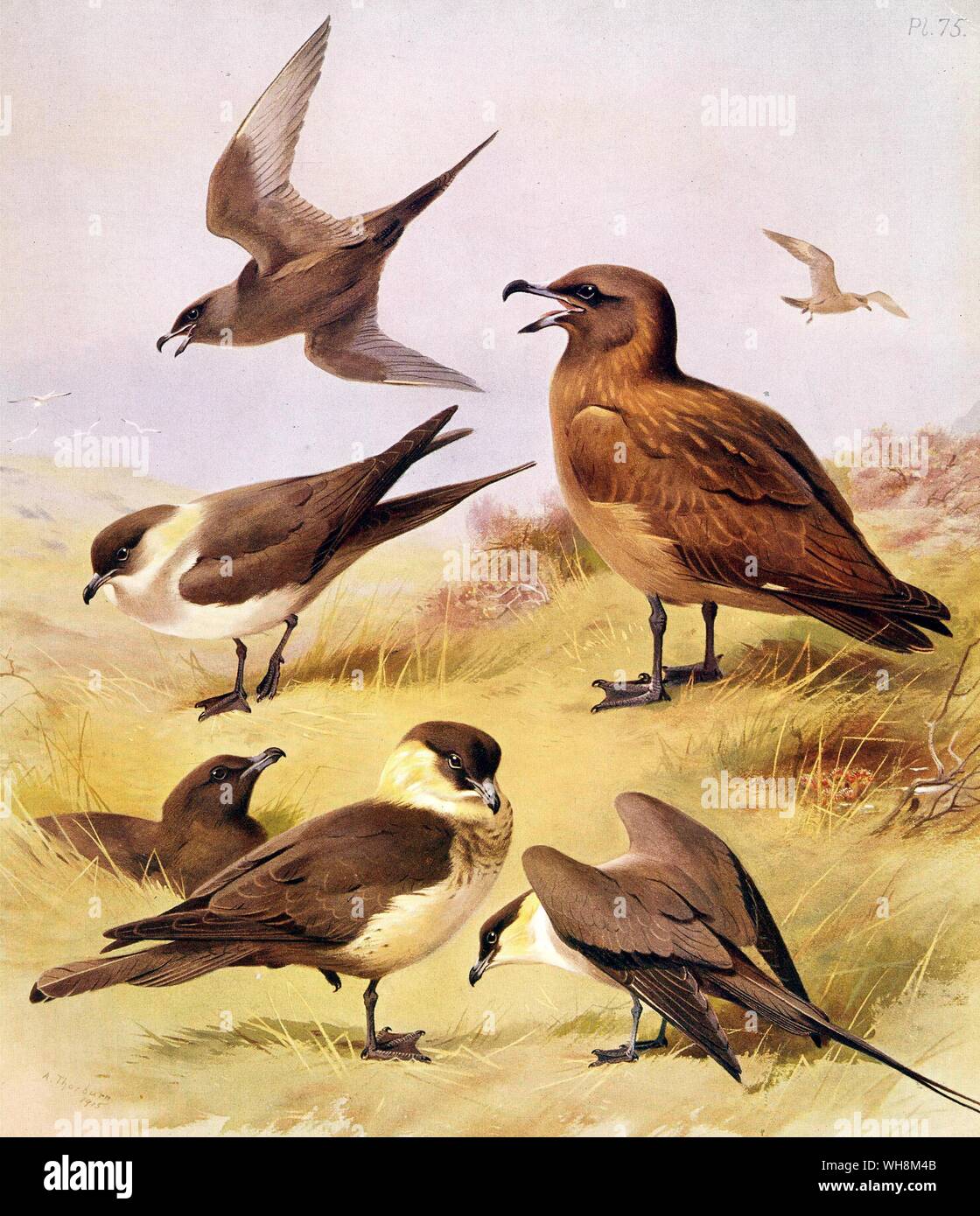 Labbes arctiques Banque de photographies et d’images à haute résolution ...