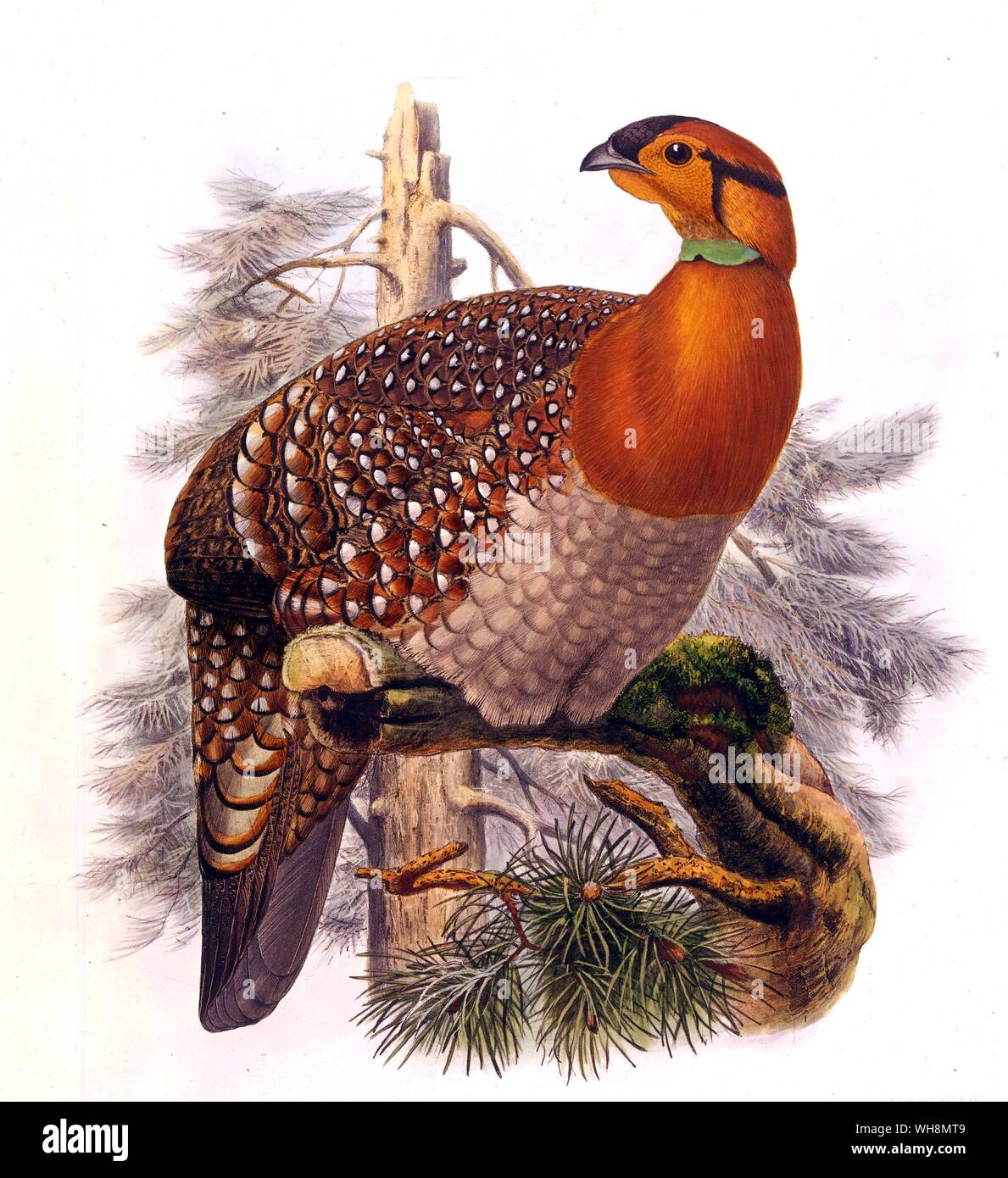 Tragopan pheasant Banque de photographies et d’images à haute ...