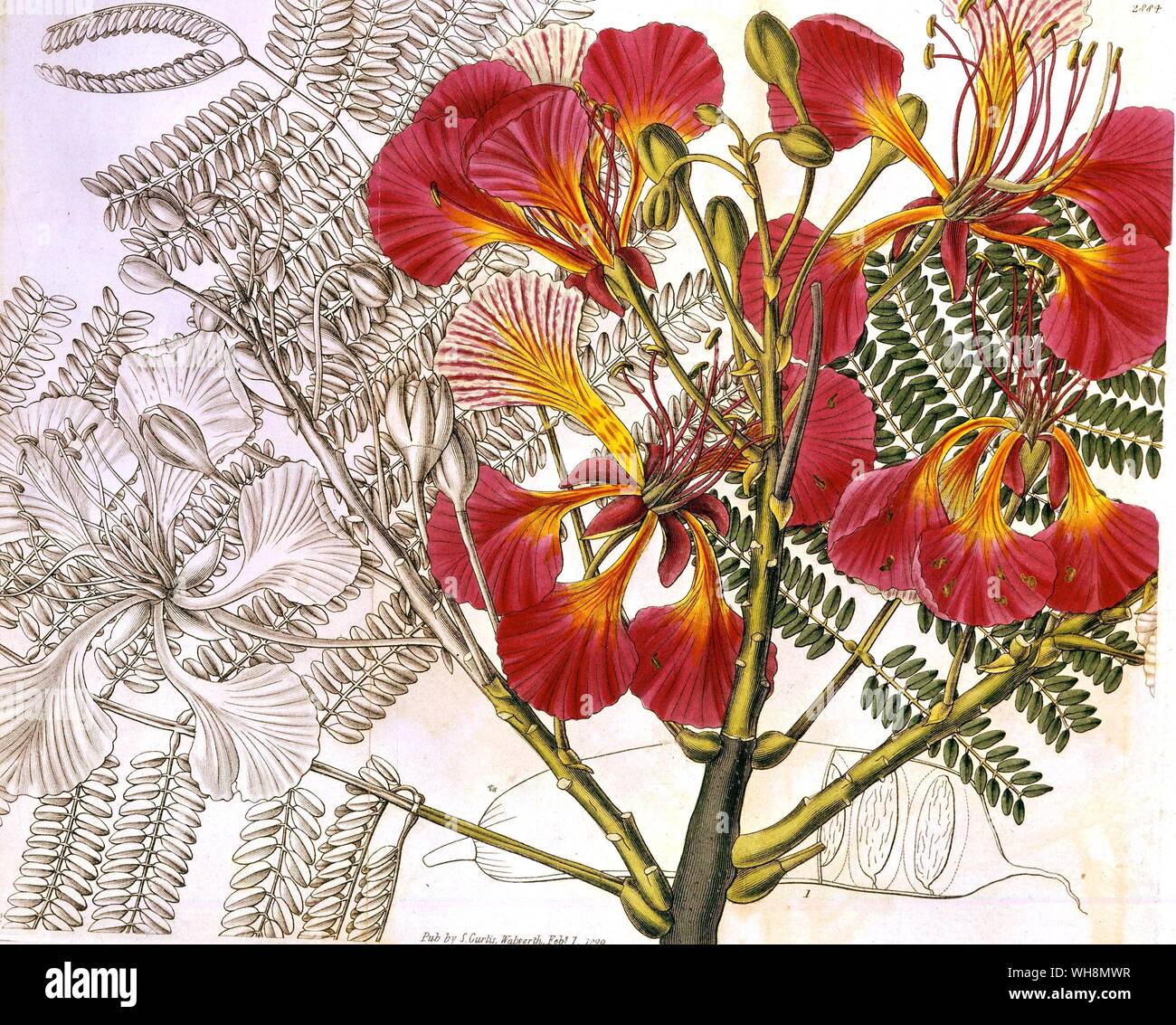 Plante flamboyante Banque de photographies et d’images à haute ...