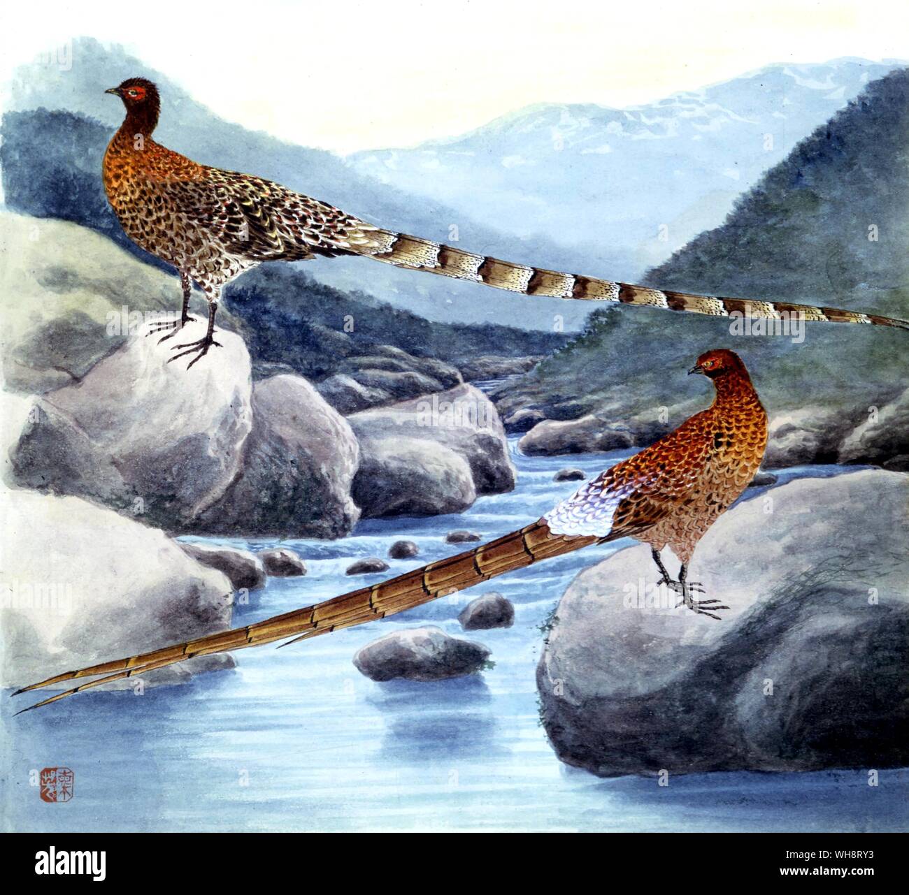 Aux faisans Banque de photographies et d’images à haute résolution - Alamy