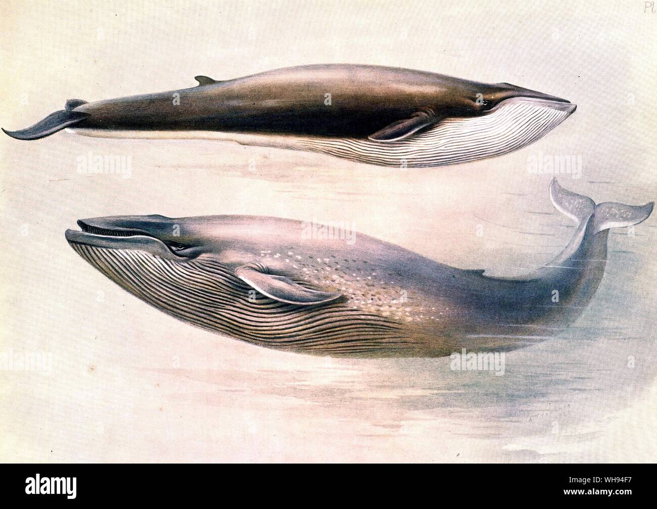 Baleine commune Banque de photographies et d’images à haute résolution ...