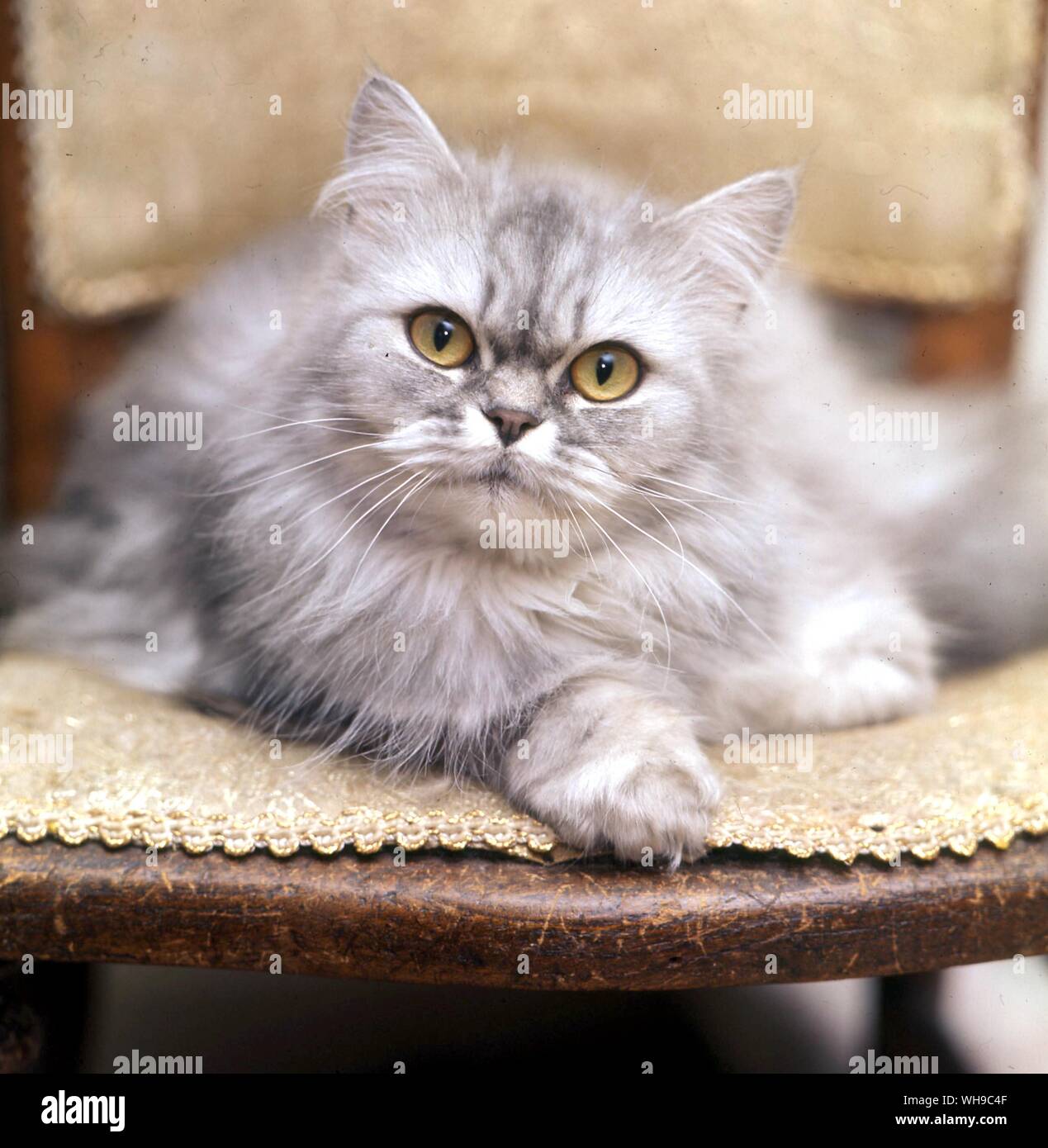 Silver shaded cat Banque de photographies et d’images à haute ...