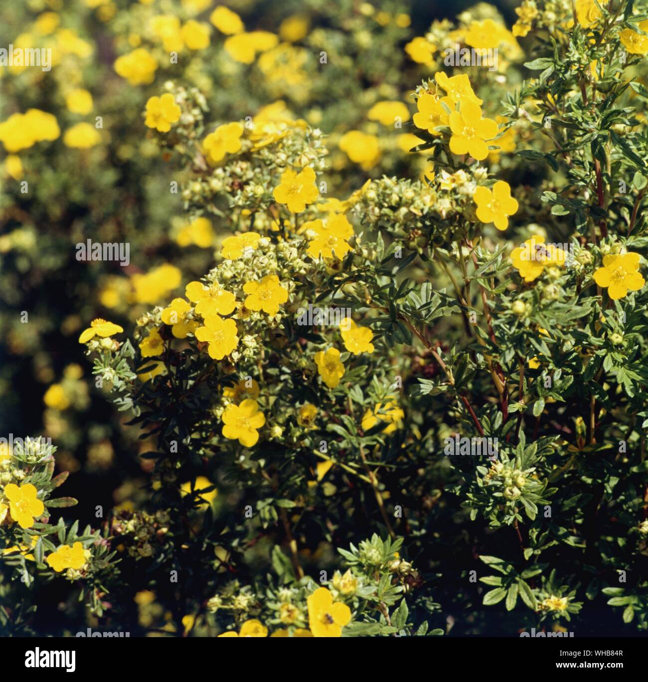 Arbusculaire Banque de photographies et d’images à haute résolution - Alamy