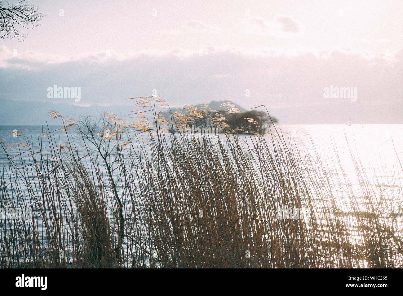 Mer de roseaux Banque de photographies et d’images à haute résolution ...
